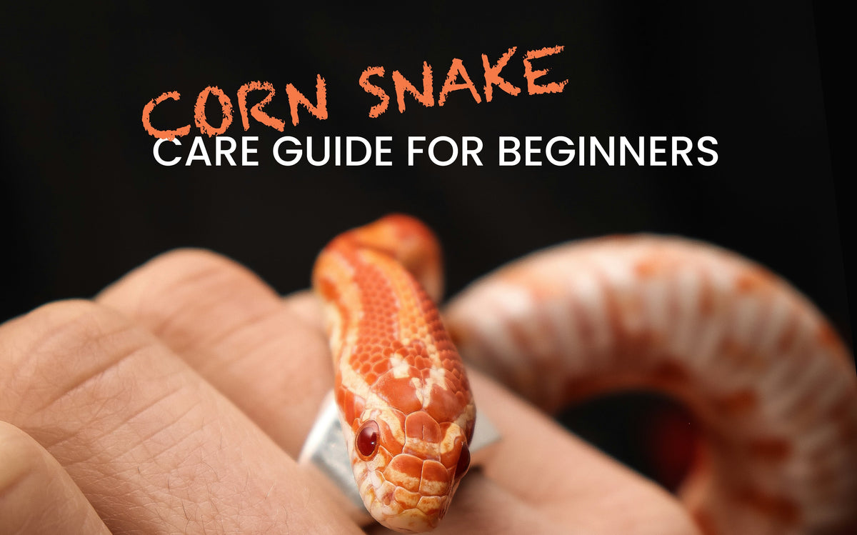 Corn snake care guide for beginners